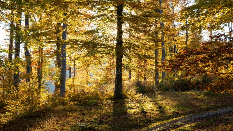 Golden Light Over an Autumn Forest in the Mountains Stock Photo - Image ...