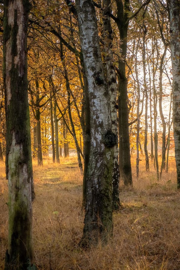 Golden Hour in the Birch Grove Stock Photo - Image of woodland, light ...