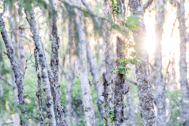 Golden Light during Sunset Hours in Forest, Abstract Photography. Bokeh ...