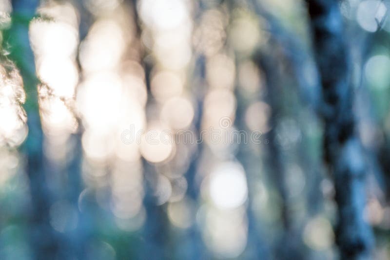 Golden Light during Sunset Hours in Forest, Abstract Photography. Bokeh ...