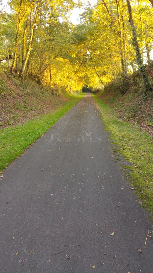 Country path stock photo. Image of leafy, path, sunset - 101447190