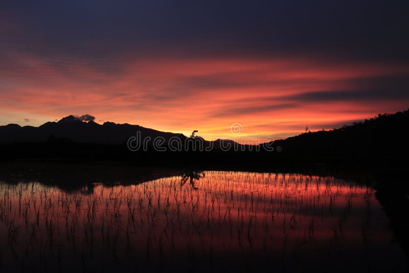 Golden Light at Sunset. Natural Scenery at Dusk. Stock Image - Image of ...