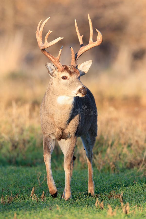 Golden Light on Whitetail Buck Stock Image - Image of golden, rack ...