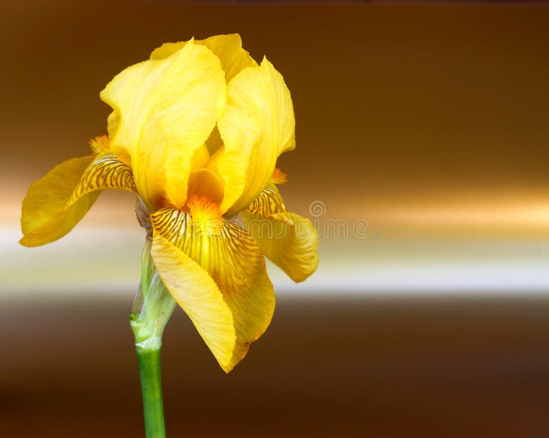 Golden lily stock image. Image of isolated, perfume, background - 14464307