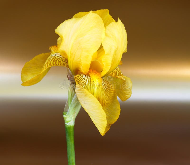 Golden lily stock image. Image of perfume, lily, petal - 14464343