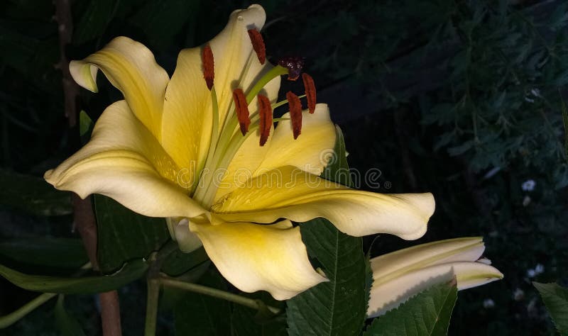 One Golden Lily Flower Black Background Isolated Closeup, Beautiful ...