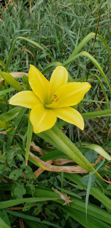 Golden Lily in Garden stock photo. Image of shrub, setting - 255756794