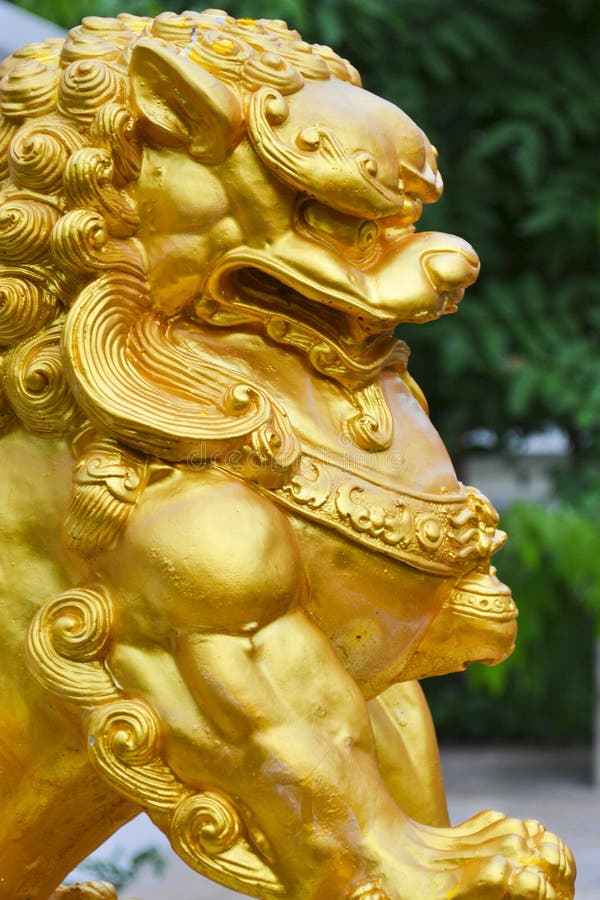 Golden lion stock photo. Image of power, powerful, fierce - 26167442