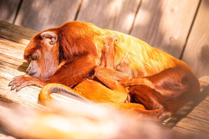 Golden Lion Monkey Laying in a Forest Stock Image - Image of ...