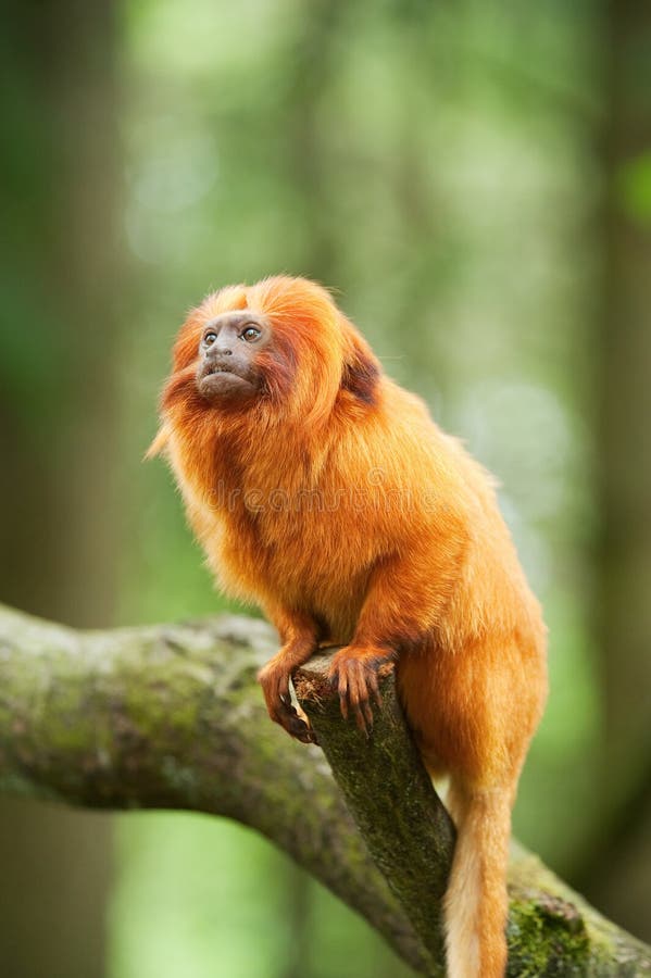 Golden lion tamarin stock photo. Image of group, leontopithecus - 16720814
