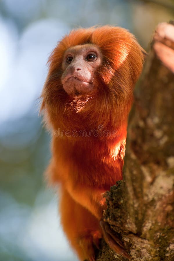 Cute Golden Lion Tamarin with Baby Stock Image - Image of monkey ...