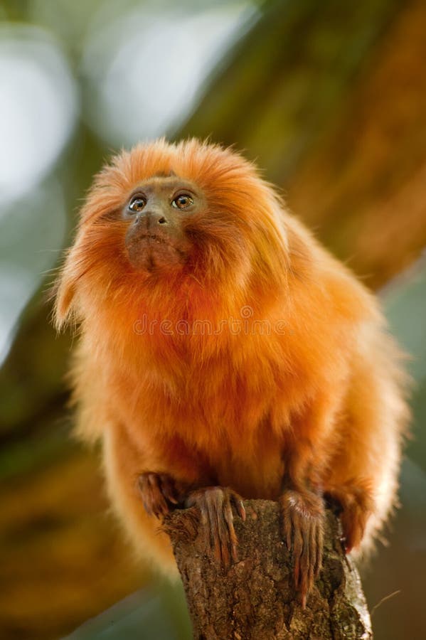 Cute Golden Lion Tamarin with Baby Stock Image - Image of monkey ...