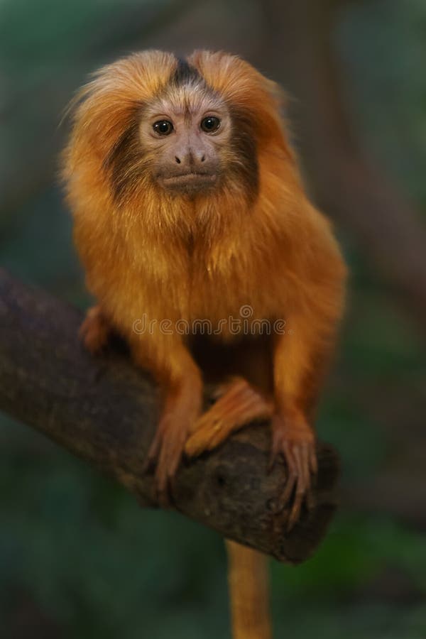 Golden lion tamarin stock image. Image of macaque, forest - 269865891