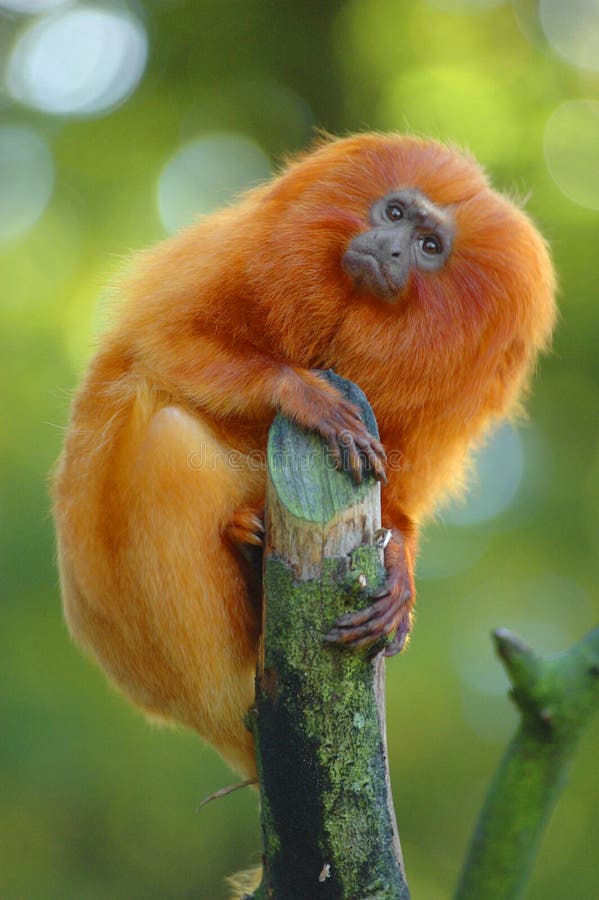 Golden lion tamarin stock image. Image of cute, mammal - 5149527