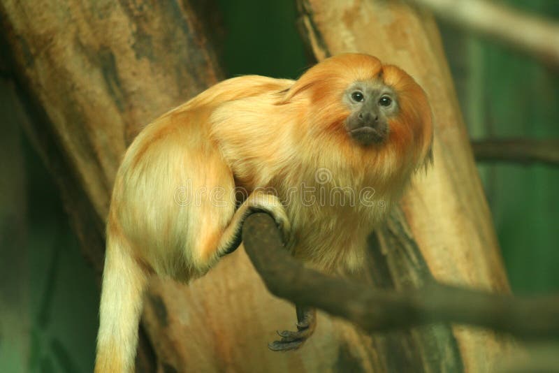 Golden Lion Tamarin stock image. Image of tropical, monkey - 716725