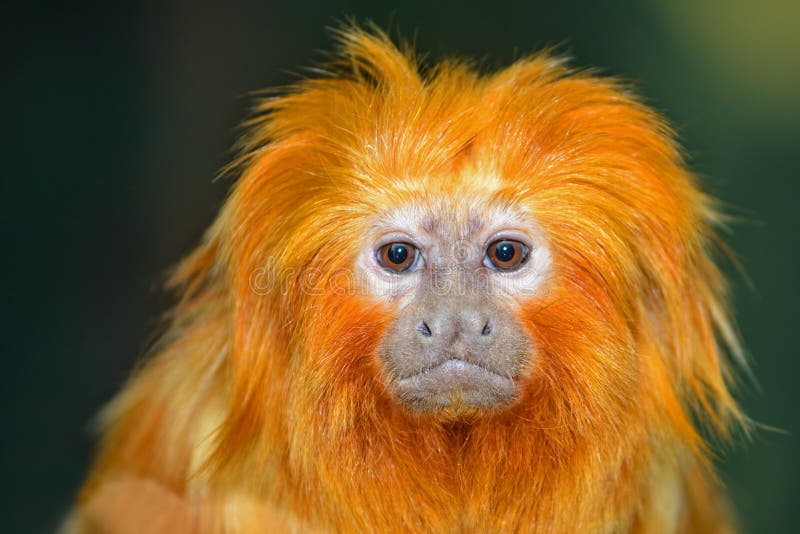 Golden lion tamarin stock image. Image of cute, mammal - 5149527