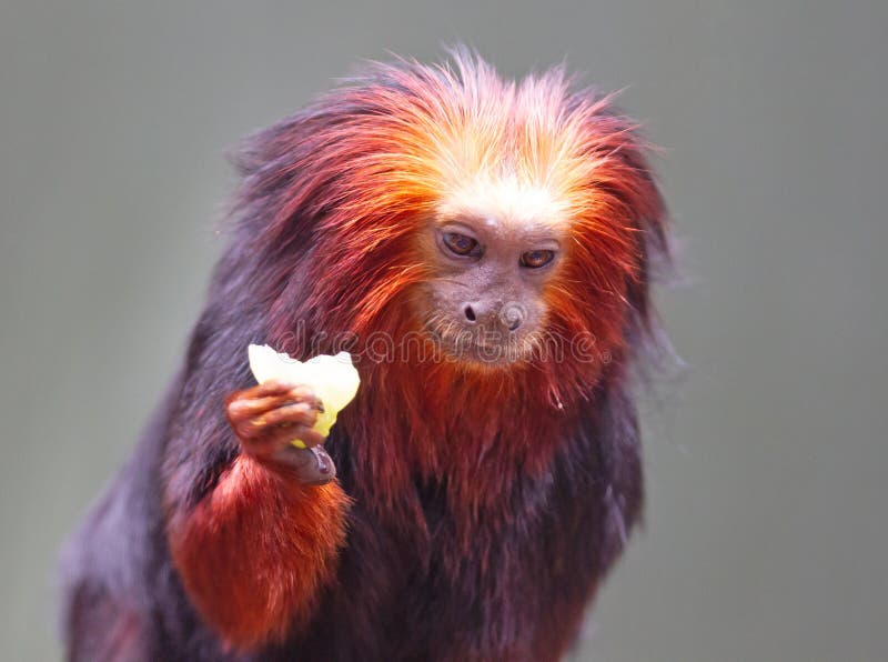 Golden Lion Tamarin / Golden Marmoset - Red Monkey Stock Photo - Image ...