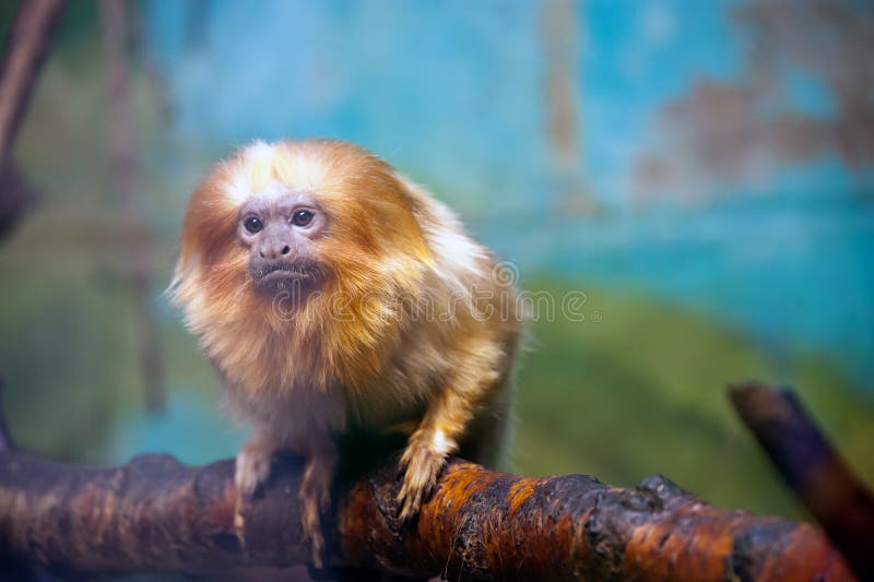 Golden Lion Tamarin Monkey stock photo. Image of carnivore - 22654060