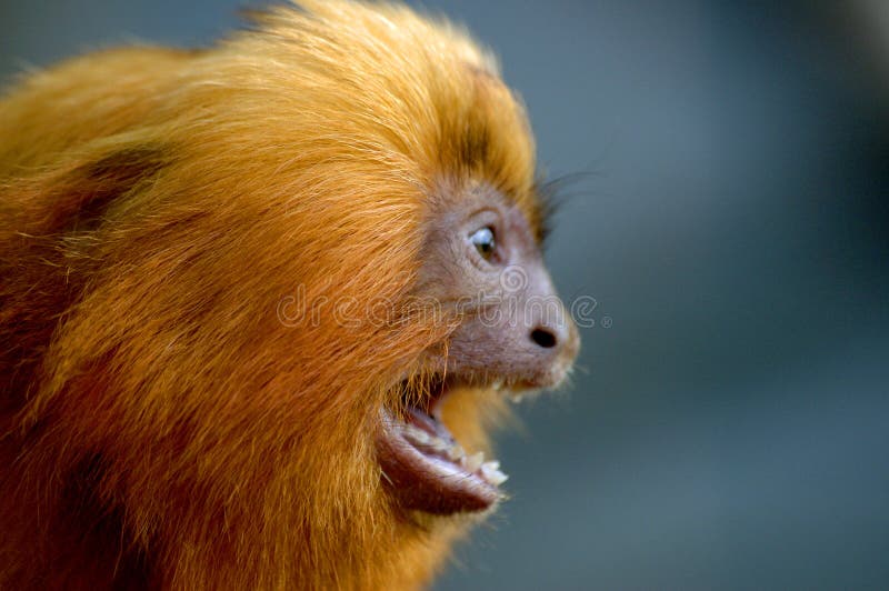 Lion Screaming Monkey Stock Photos - Free & Royalty-Free Stock Photos ...