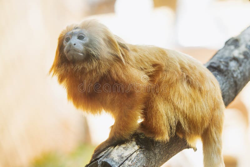 Golden Lion Tamarin. Wild Animal Stock Photo - Image of mammal ...