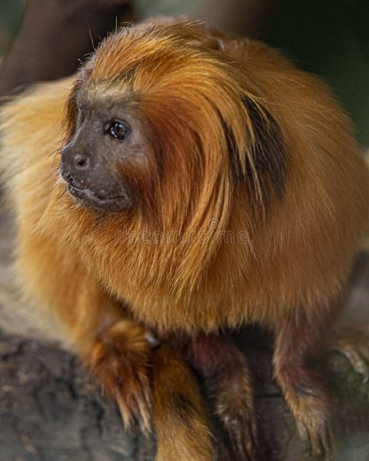 131 Tamarind Monkey Stock Photos - Free & Royalty-Free Stock Photos ...