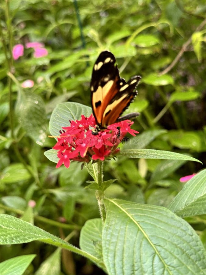 Golden Longwing Butterfly - TIger Longwing.. Orange, Yellow, Black ...