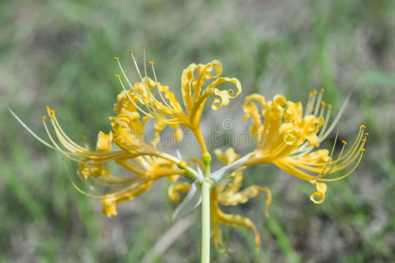 Golden Lycoris flowers stock photo. Image of freshness - 90808168