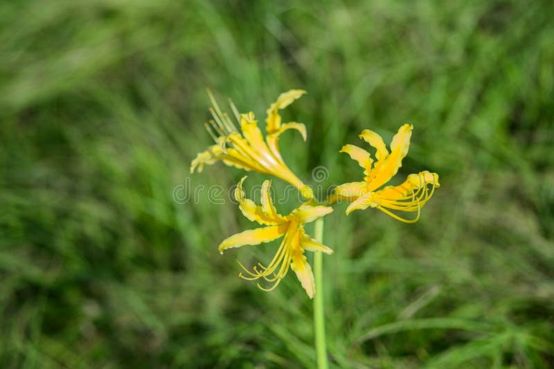 Golden Lycoris flowers stock photo. Image of lycoris - 90808198