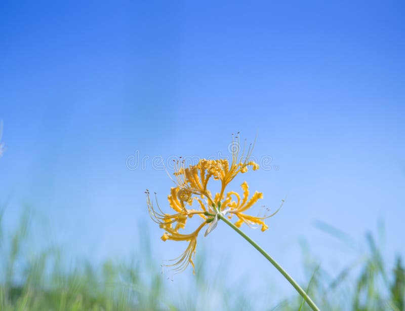 Golden Lycoris flowers stock photo. Image of natural - 90808536