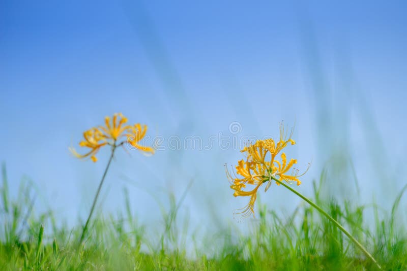 Golden Lycoris flowers stock image. Image of environment - 90808185