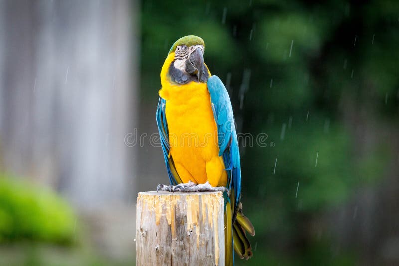 Golden Macaw stock photo. Image of branch, macao, beak - 100413520