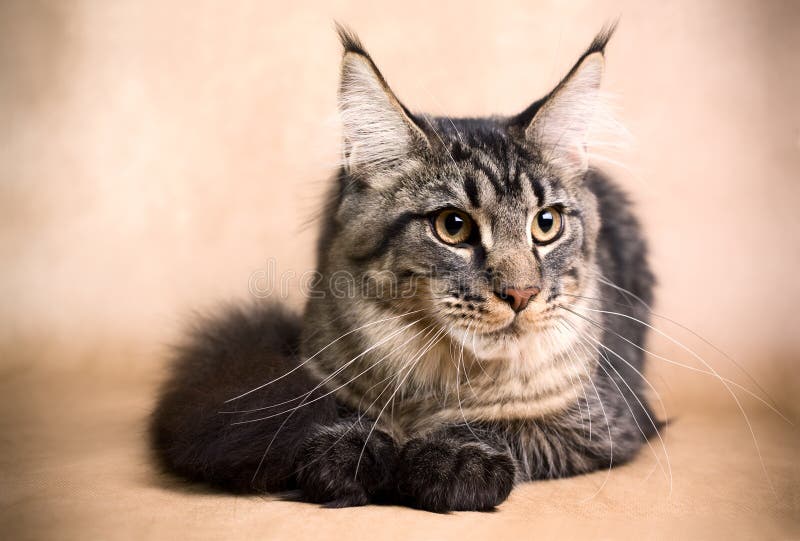 Main Coon Cat, Sitting, Isolated Stock Image - Image of people, white ...