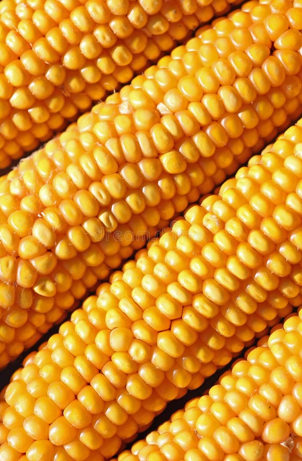 Golden maize in sunlight stock image. Image of grain - 100841137