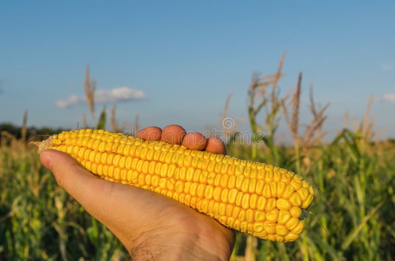 Maize field stock photo. Image of farmland, country, landscape - 22488294