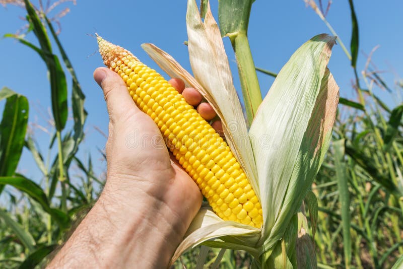 Golden maize in sunlight stock image. Image of grain - 100841137