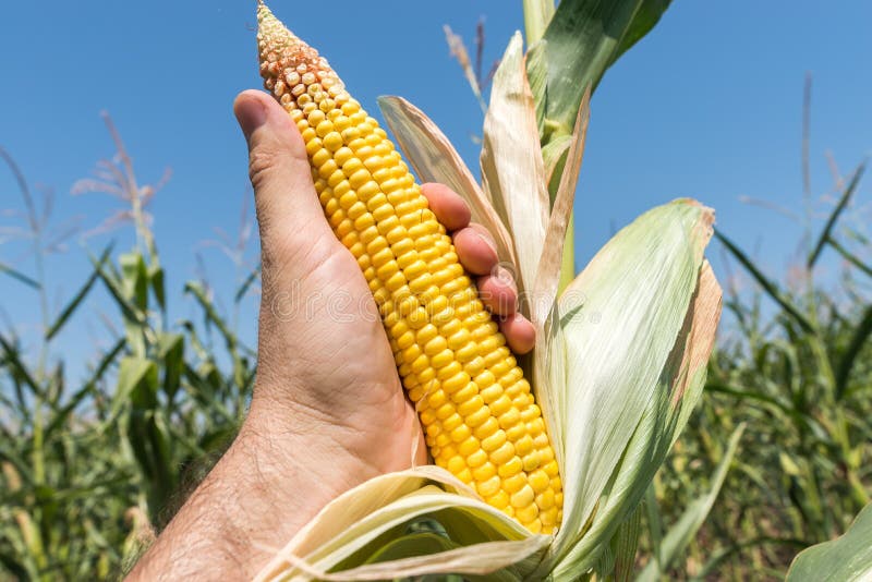 Golden Maize in Hand Over Field Stock Image - Image of environment ...