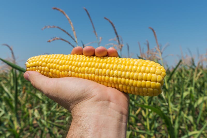 Maize over field stock image. Image of energy, gold, maize - 21579845
