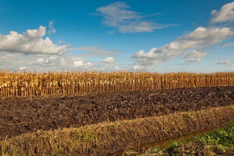 Golden maize in sunlight stock image. Image of grain - 100841137