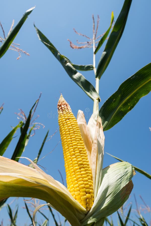 Golden maize in sunlight stock photo. Image of plant - 100841268