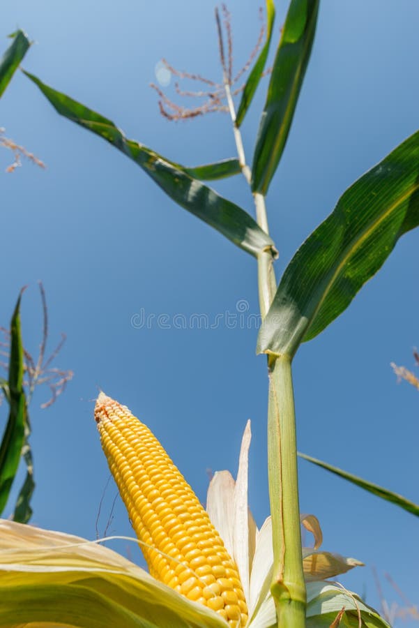 Golden maize in hand stock image. Image of green, grain - 24626287