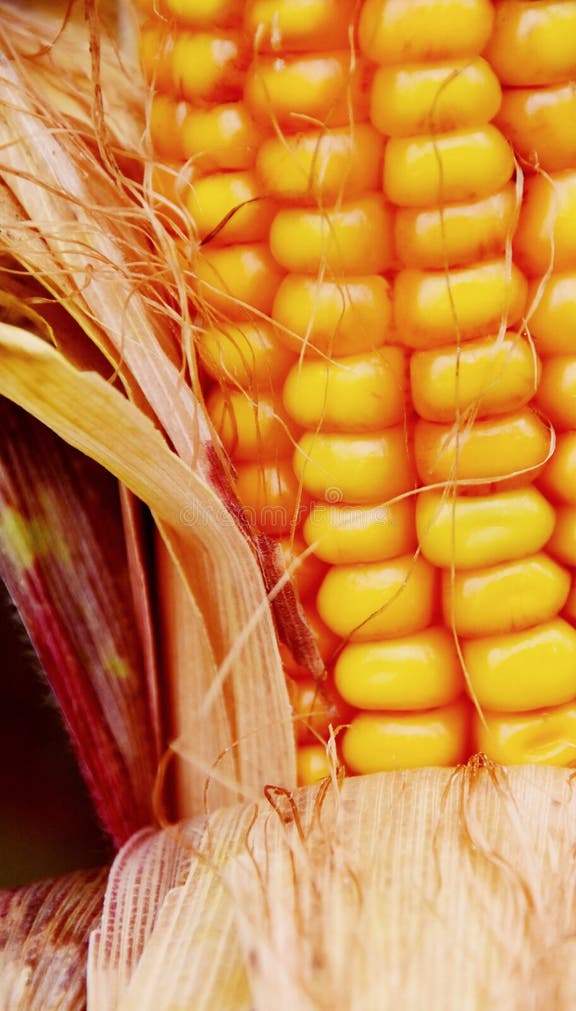 Golden maize in sunlight stock photo. Image of golden - 192760810