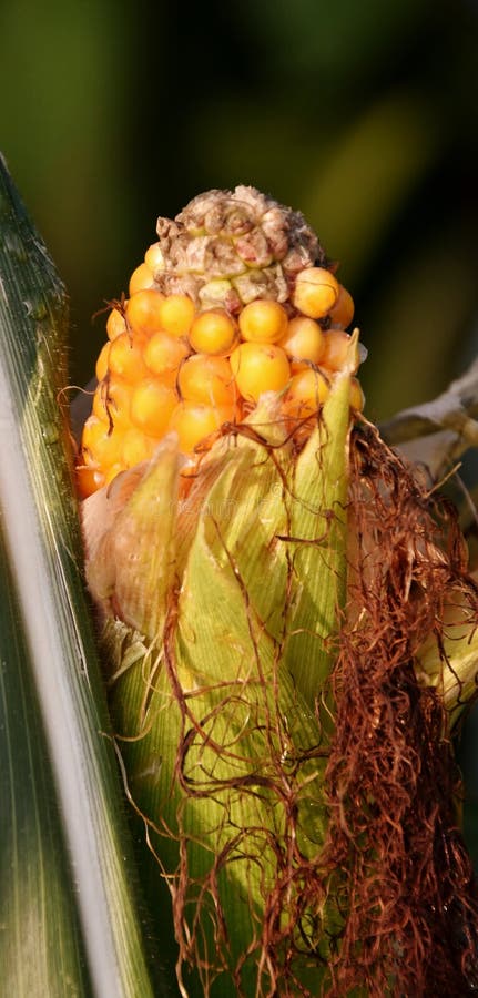 Golden maize in sunlight stock image. Image of grain - 100841137