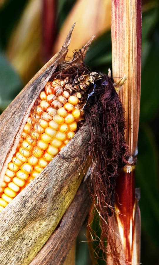 Golden maize in sunlight stock image. Image of grain - 100841137