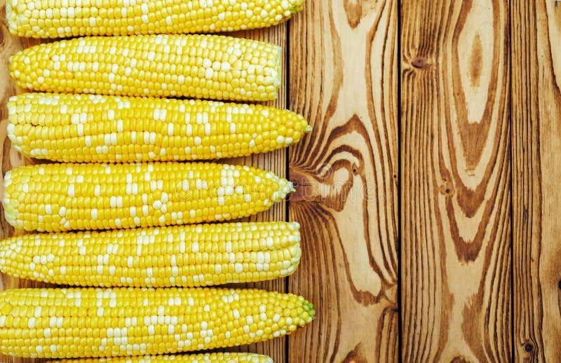 Golden maize in sunlight stock image. Image of grain - 100841137