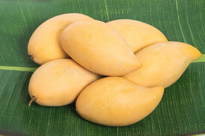 Golden Mango fruit stock image. Image of fruit, bright - 54405969