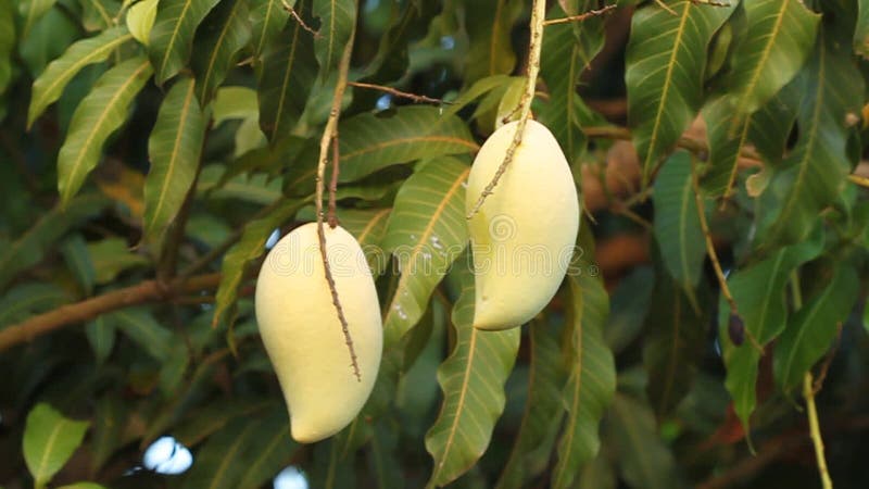 Golden Mango on Tree with Wind Blow Stock Footage - Video of leaf, diet ...