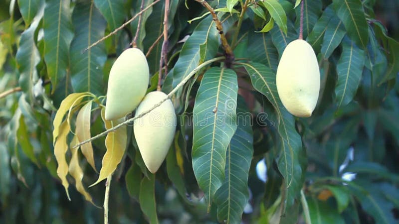 Golden Mango on Tree with Wind Blow Stock Footage - Video of leaf, diet ...