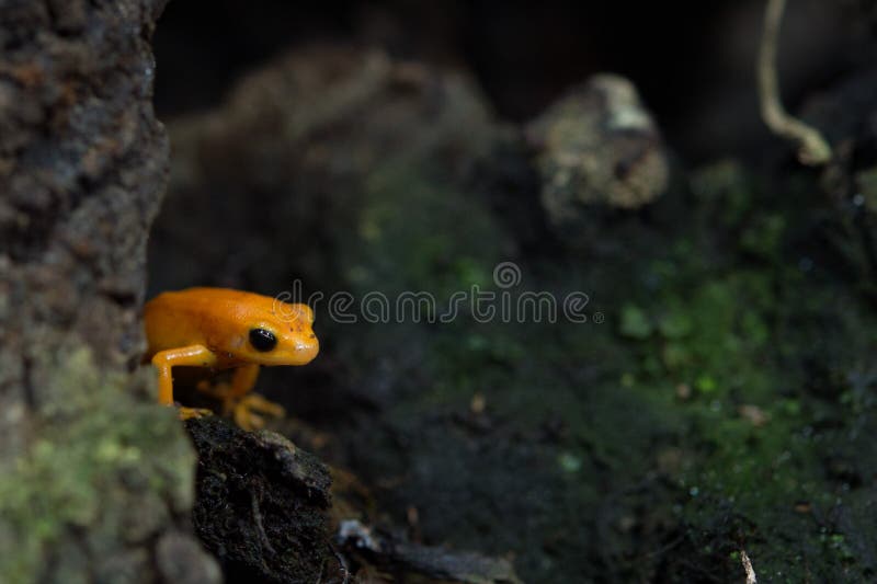 Golden Mantella Frog of Madagascar Stock Photo - Image of wild ...