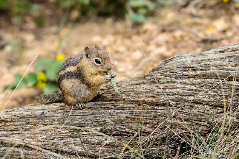 Golden-mantled Ground Squirrel, Ut Stock Image - Image of fauna, bryce ...