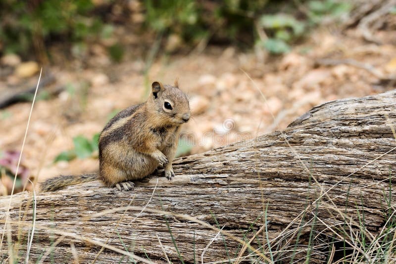 Golden-mantled Ground Squirrel, Ut Stock Photo - Image of portrait ...